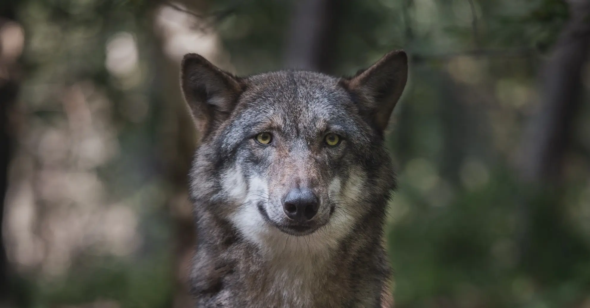 Najlepsze Cytaty O Wilkach Motto Samotnego Wilka najlepsze-cytaty-o-wilkach-motto-samotnego-wilka